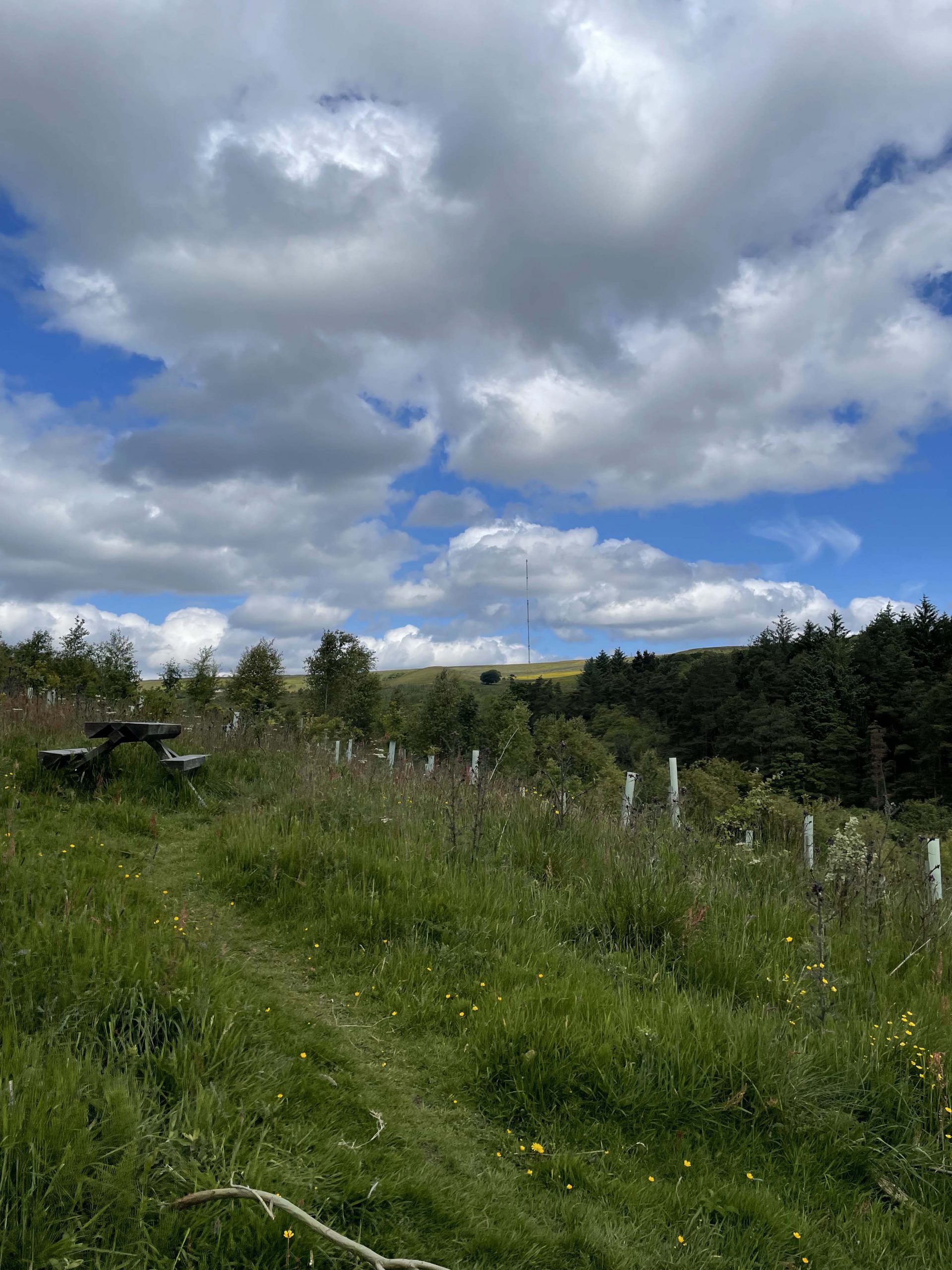Himalayan Balsam Bashing with the Woodland Trust - Dayinsure