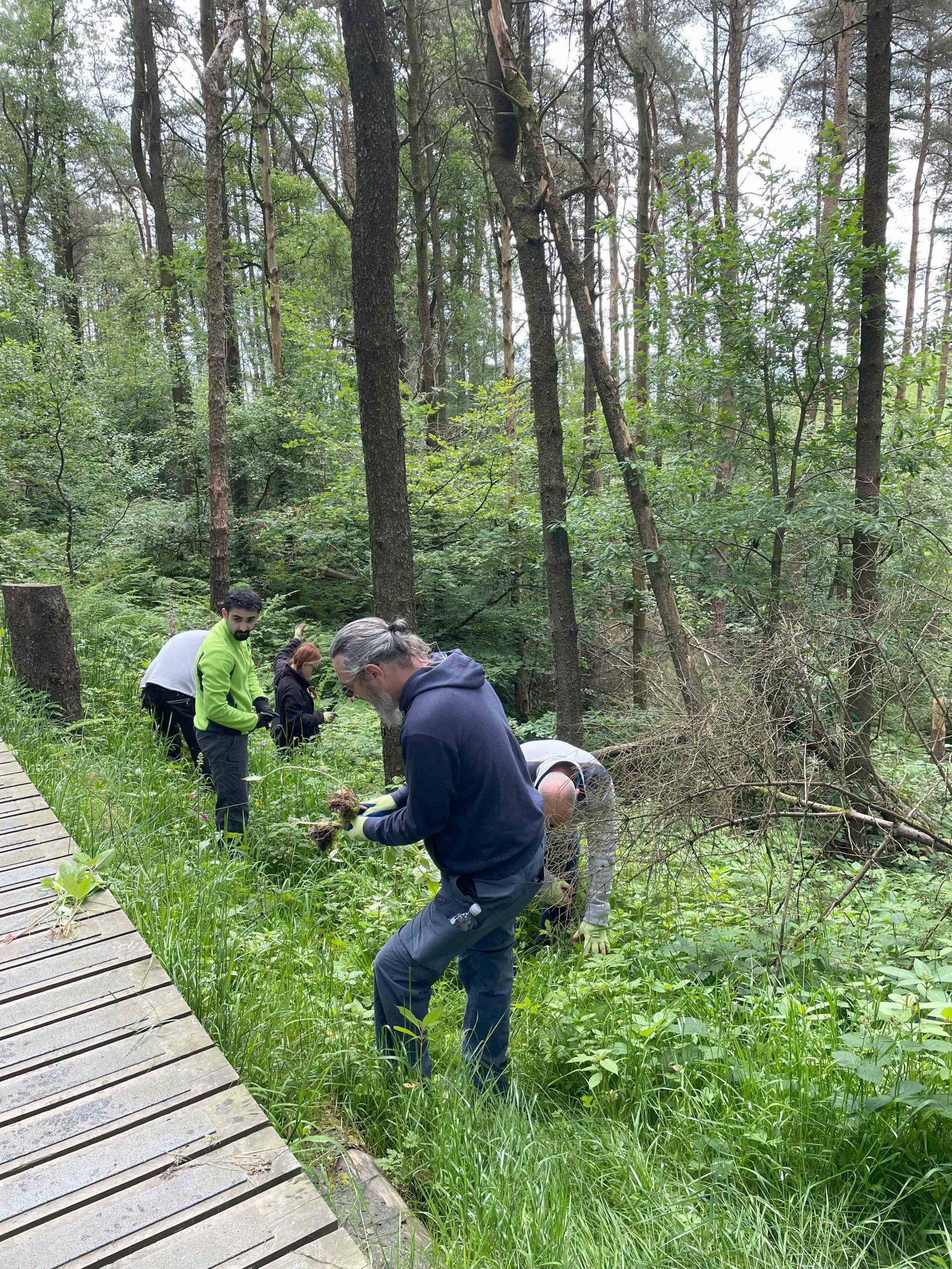Himalayan Balsam Bashing with the Woodland Trust - Dayinsure