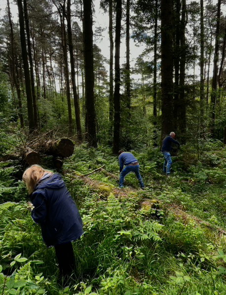 Himalayan Balsam Bashing with the Woodland Trust - Dayinsure